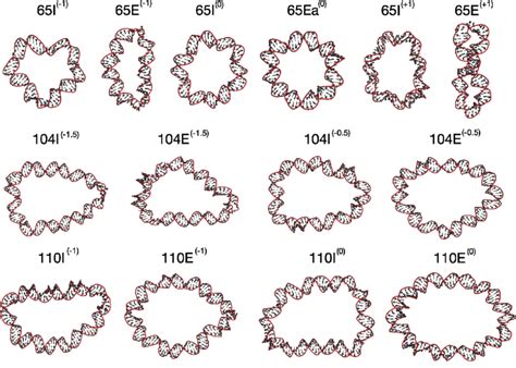 Final Frame Snapshots Of Dna Loops Structures Are Named According To