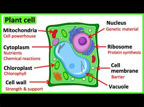 Parts Of A Plant Cell And What They Do