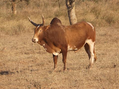 Free Roaming Zebu Cattle In Kuna National Park India Rbreedingback