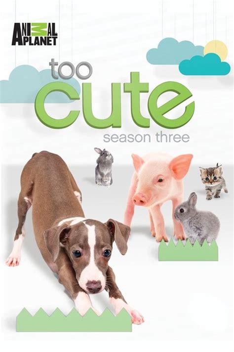 Too Cute Season 3 2013 — The Movie Database Tmdb