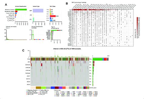 Single Nucleotide Variation Snv Analysis In Senescence Genes A