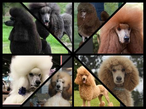 Poodle Breeding Color Chart