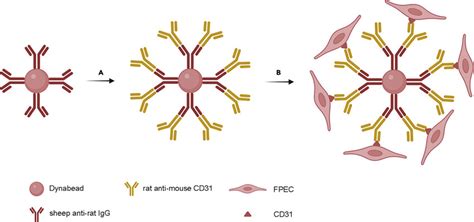 Fpec Isolation Using Antibody Coated Magnetic Beads A Incubation Of