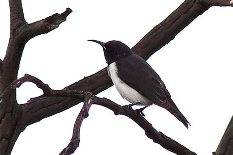 Black Pomfret Parastromateus Niger The Australian Museum