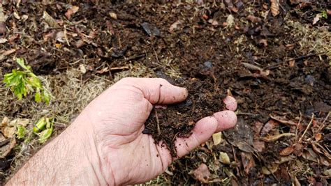 Fiber Containers Biodegrade The How And Why Revealed
