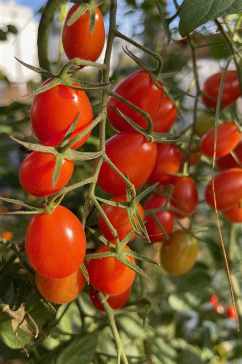 Tomate Mini San Marzano ️️ Bio Tomatensorte Samenfest