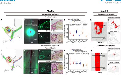 Figure 1 From Regulation Of Interstitial Fluid Flow In Adventitia Along Vasculature By Heartbeat