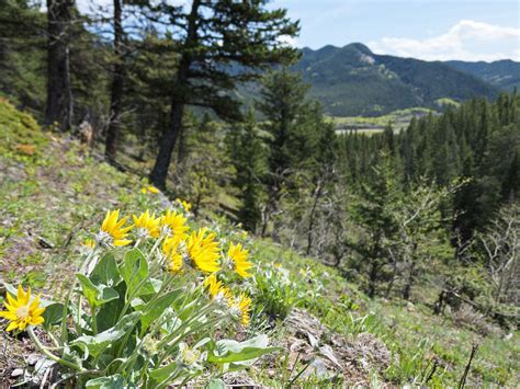 Trip Report For Gunnery Ck To Fir Ck Via Grass Pass