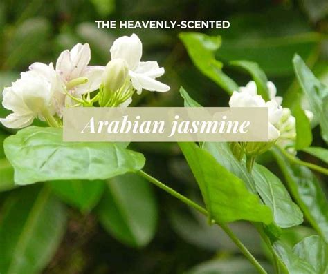 Grow And Care Arabian Jasmine Plant In All Weather Conditions