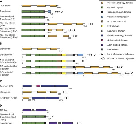 Structure And Function Of Chimeric Adhesion Constructs Fusions Between