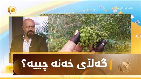 گەڵای خەنە چییە؟ Youtube