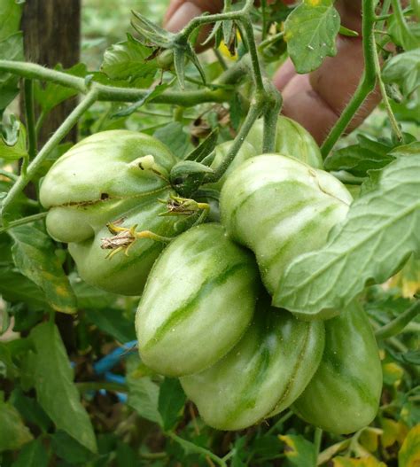 Tomate Phils One Les Graines De Tomatofanny