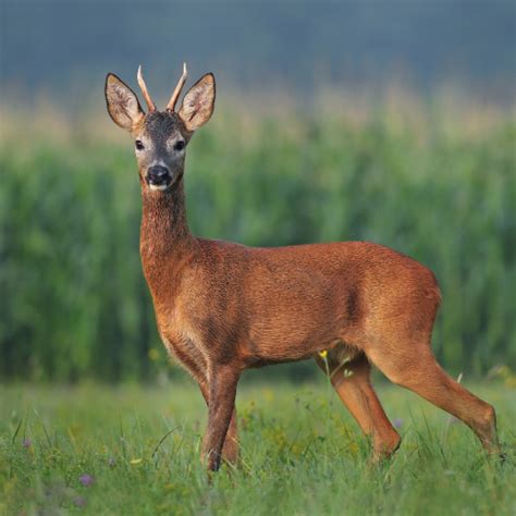 The Italian Roe Deer Parco Faunistico Del Monte Amiata