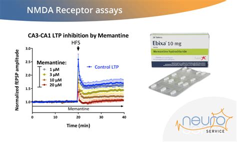 Neuroservice Lab Nmda Receptor Assay Neuroservices Alliance