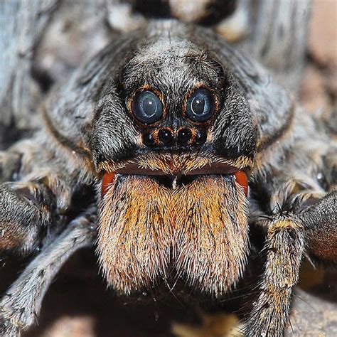 Tarantula Face