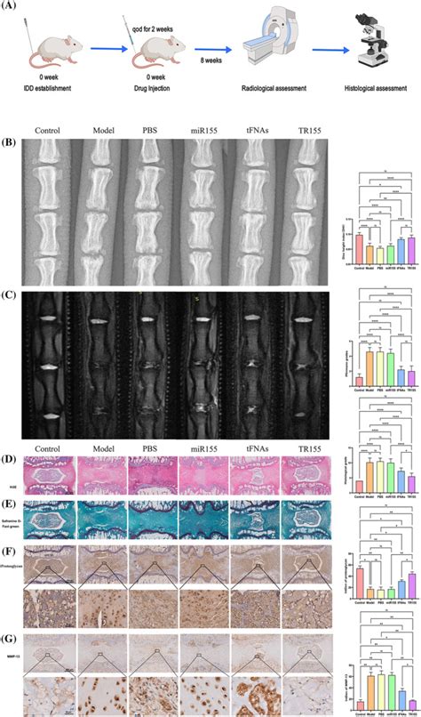 Tetrahedral Framework Nucleic Acids‐based Delivery Of Microrna‐155