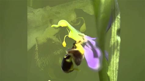 Orchid Pollination 9 Pollination Of Ophrys Apifera The Bee Orchid