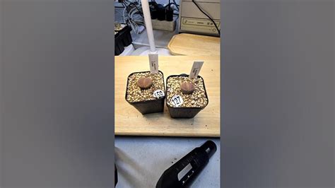 한선원 라이브 다육식물 다육이 다육 다육홀릭 다육화분 아프리카식물 선인장 코노피튬 다육라방 다육이종류 다육이물주기 다육이분갈이 多肉植物 Succulent Youtube