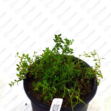Thyme Plant Plantroops