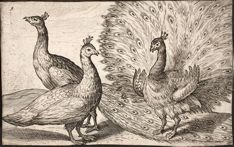 Three Peacocks By Jacob Matham Free Photo Rawpixel