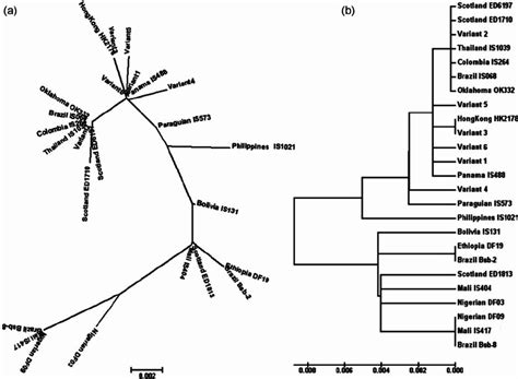 The Intratype Diversity Of Hpv 58 The Phylogenetic Trees Represent The