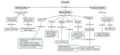 Esquema Etmoides Osteologia Esquemas Y Mapas Conceptuales De Anatomía