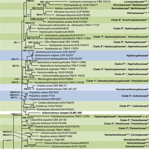 Phylogeny Of Dataset 2 Obtained By Bayesian Inference Analysis Of The