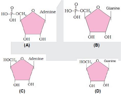 Which Two Are Nucleotides Tardigrade