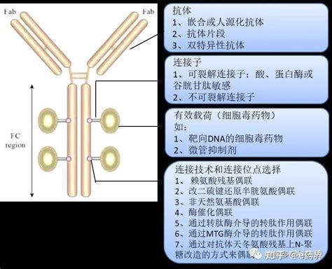神奇的 魔法子弹” — 抗体偶联药物adc 知乎