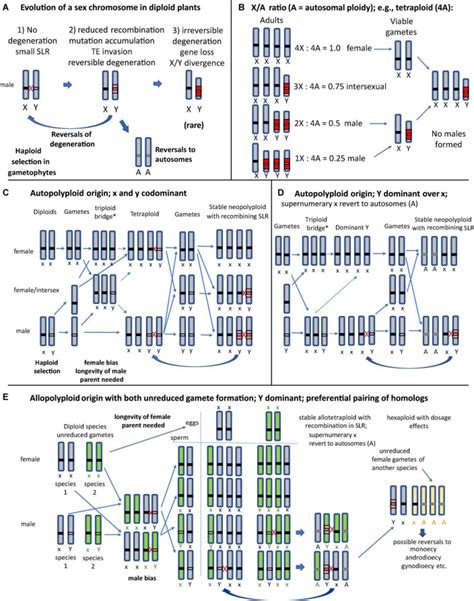 Does Polyploidy Inhibit Sex Chromosome Evolution In Angiosperms Pmc