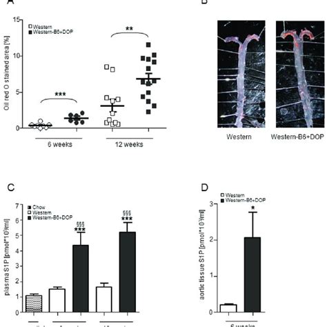 Aggravated Atherosclerotic Lesion Development In Cholesterol Fed Apoe Download Scientific