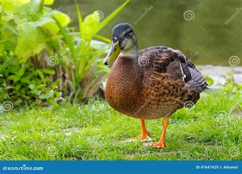 Drake Standing On A Grass Stock Image Image Of Nature 47647429