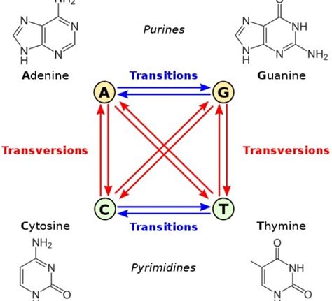 What Is The Difference Between Transition And Transversion Pediaacom