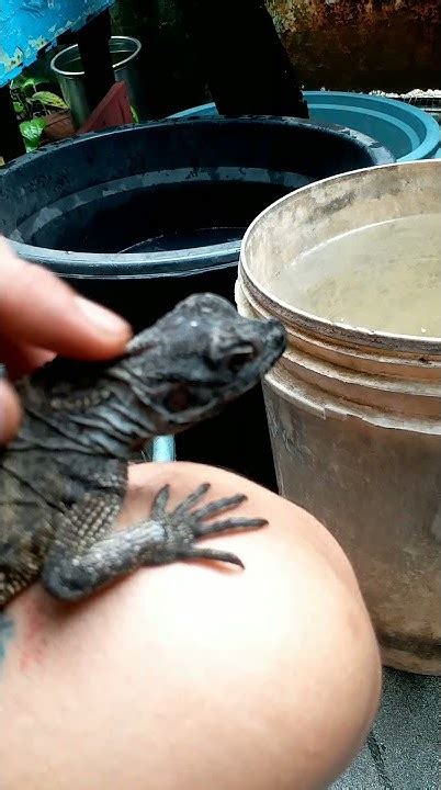 Hydrosaurus Microlophus Youtube