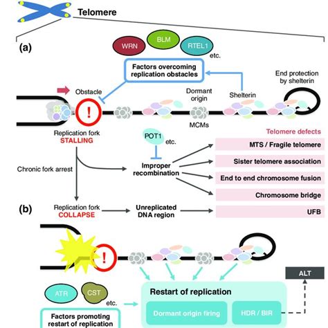 A Model For The Consequences Of Telomeric Replication Fork Arrest And