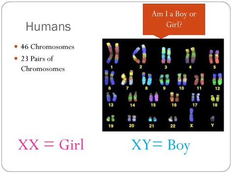 Warm Up Pre Test Ppt Download