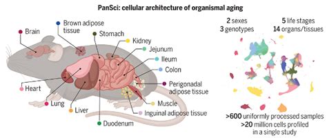 Unexpected Cellular Dynamics Redefine Aging Paradigms The Mathers