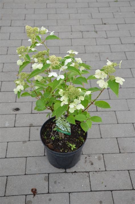 Hydrangea Paniculata Primwhite Dolprim Hortensja Bukietowa