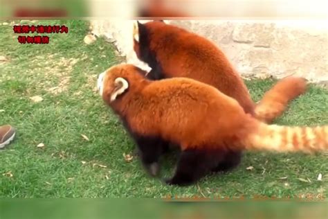 小熊猫为啥爱 举手投降”？