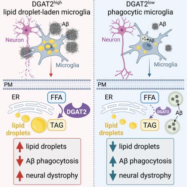 Amyloid β Induces Lipid Droplet Mediated Microglial Dysfunction Via The Enzyme Dgat2 In