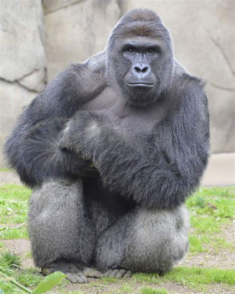 The Real Harambe Story