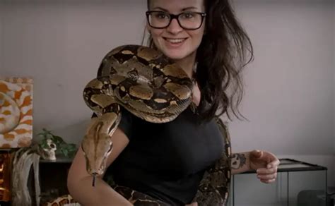 Boa Constrictor Care Guide For Beginners Reptileprofy
