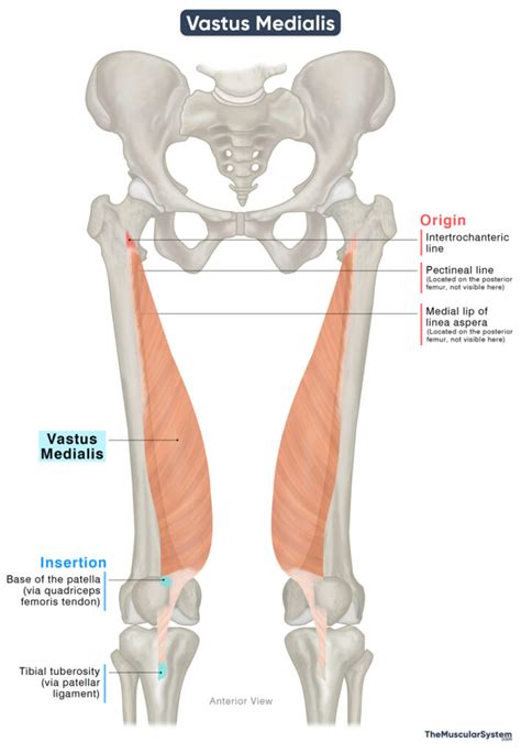 Vastus Medialis Origin Insertion Innervation Action Diagram