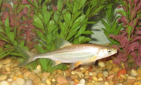 Bonytail Chub To Save Animals