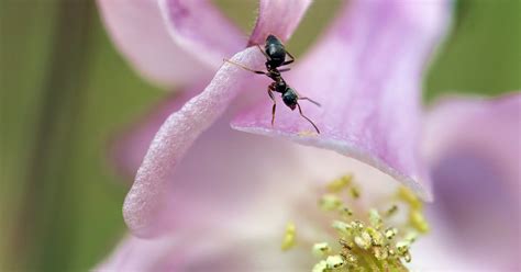 Are Ants Pollinators Scifaqs