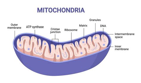 Mitochondrial Genetics Vector Art Icons And Graphics For Free Download