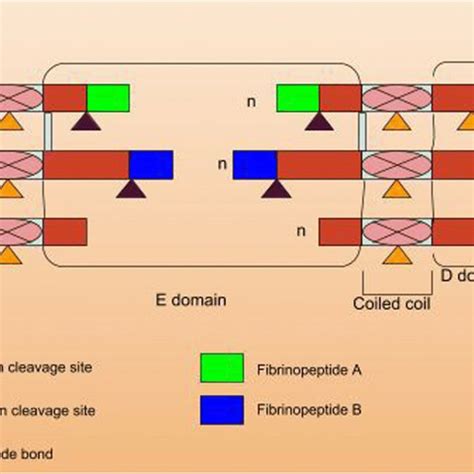 Schematic Diagram For Primary Hemostasis Download Scientific Diagram