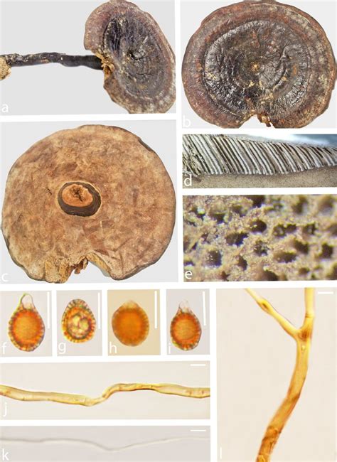 Ganoderma Sinense Specimen No 1 Gacp17092567 A B Upper Surface C Download Scientific