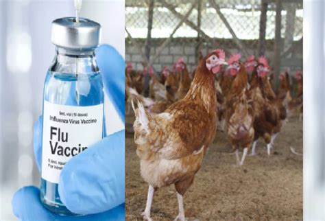 Bird Flue बर्ड फ्लू बीमारी फैलने पर क्या करना चाहिए यहां पढ़ें