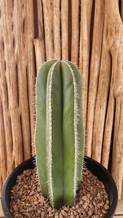 Stenocereus Marginatus Arizona Cactus Sales
